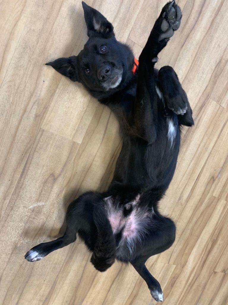 Cerberus (“Cerby”): Seeking a patient home – The Seward Folly