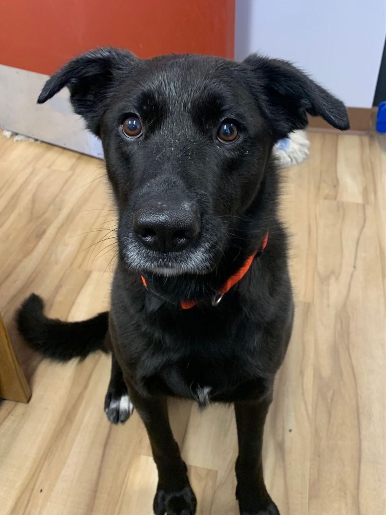 Cerberus (“Cerby”): Seeking a patient home – The Seward Folly