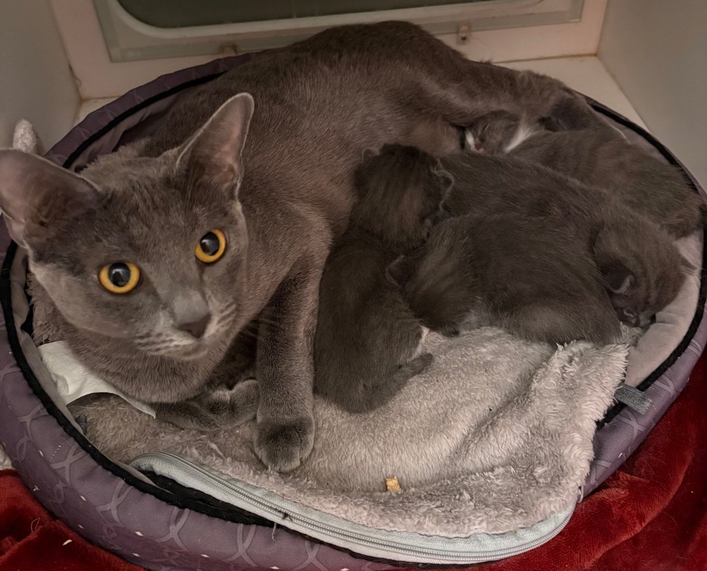 Lucky 13: Seward Animal Shelter has a dozen plus one kittens ready for ...